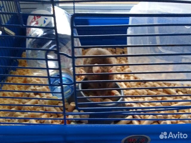 Мышка домашняя