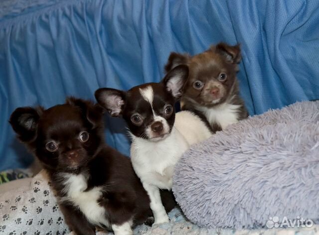 Девочки Чихуахуа 2 мес. с доставкой и видео