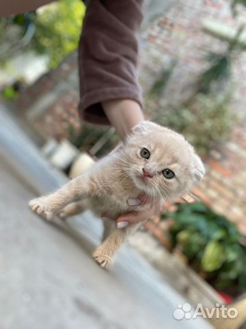 Шотландские вислоухие котята