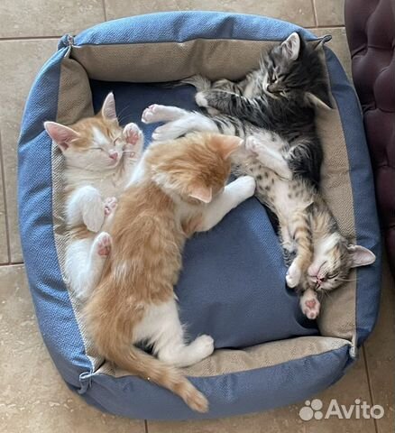 Котята в добрые руки бесплатно