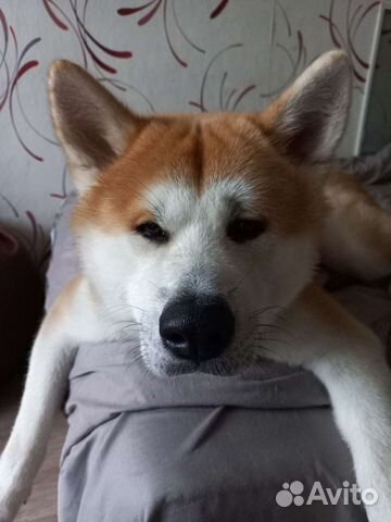 Акита ину вязка