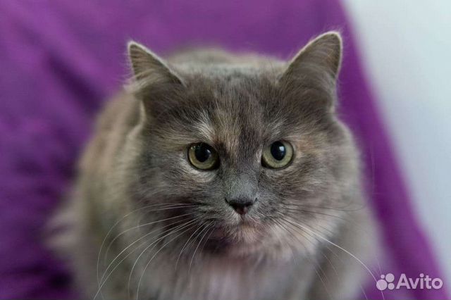 Кошка Елизавета в добрые руки