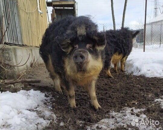 Ласточка чп венгерская мангалица