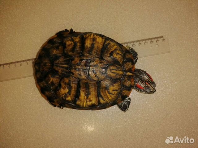Красноухая черепаха большая