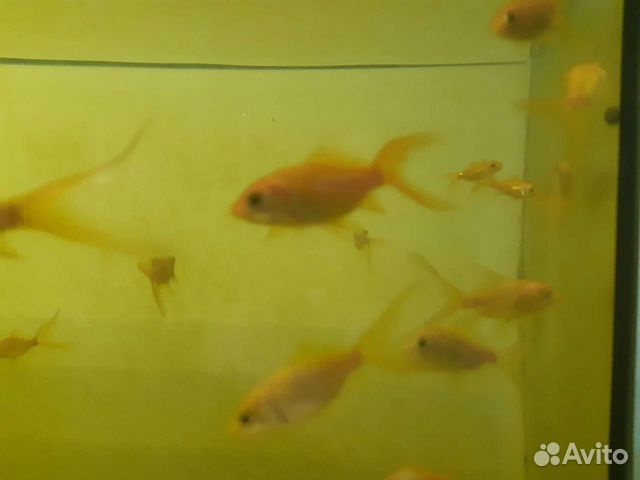 Рыба для пруда