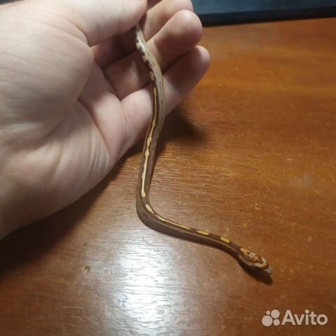 Маисовый полоз Normal