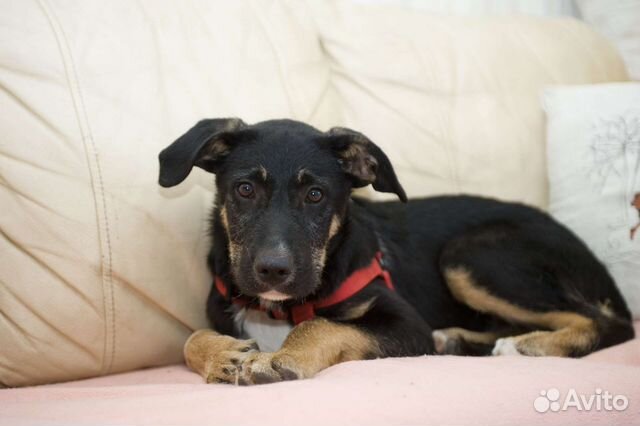 Щенок в дар