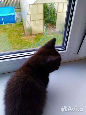 Котята Манчкин