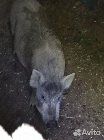 Свинья котная Венгерская мангалица