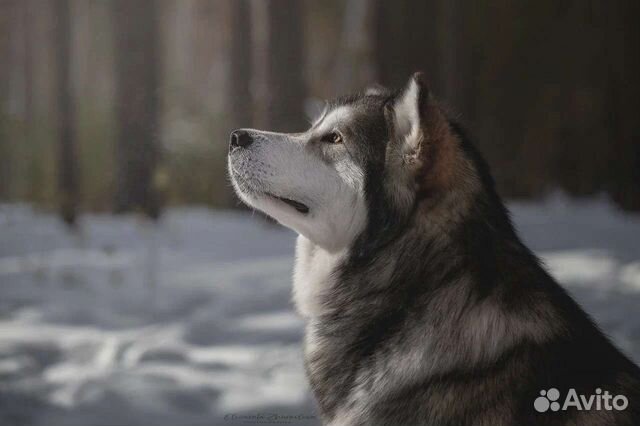 Щенки Аляскинского маламута дорого