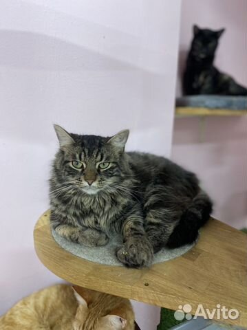 Кот в добрые руки