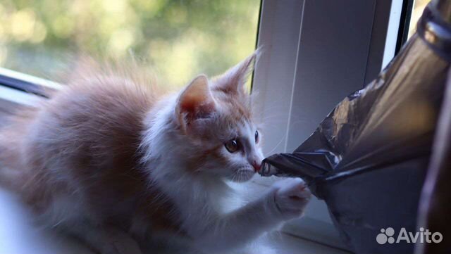 Котенок