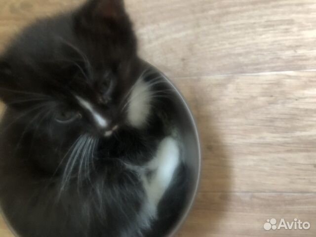 Котята британцы в добрые руки бесплатно