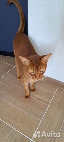 Абиссинский кот