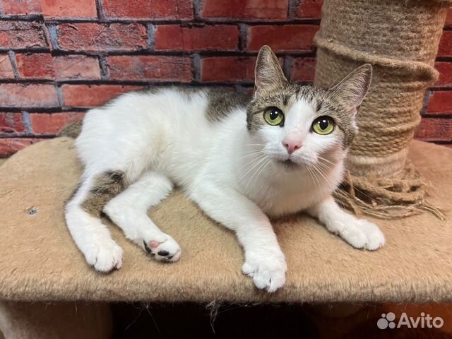 Кошечка Звездочка 4 года