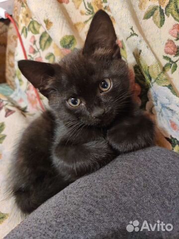 Котенок бесплатно