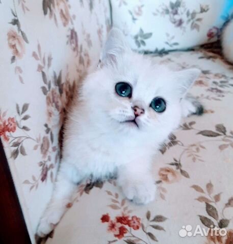 Серебрянный котик