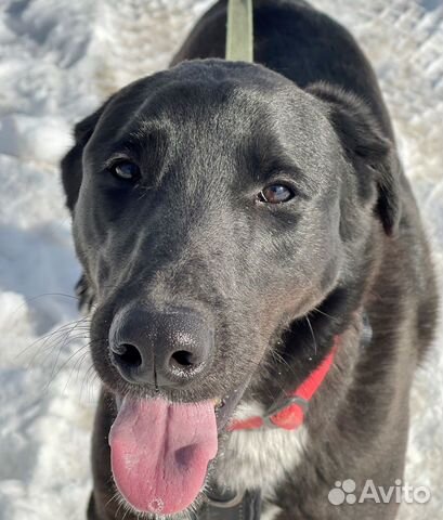 Молодой красавец-пёс пропадает в приюте