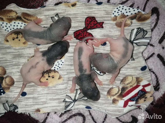 Декоративные крысята