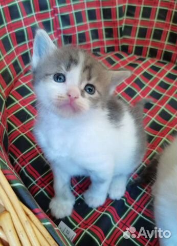 Котята из приюта