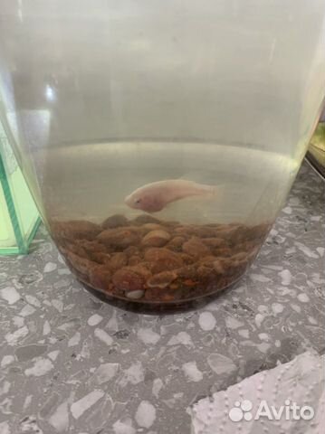 Рыбка петушок самка и самец и их мальки