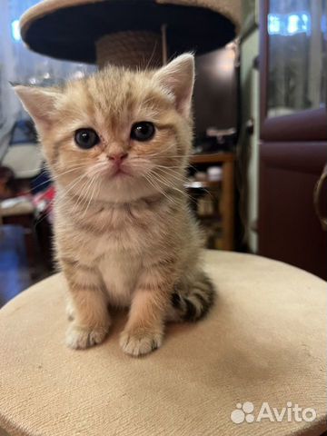Шотландский котенок скоттиш страйт