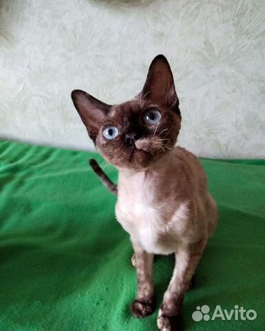 Котята девон-рекс
