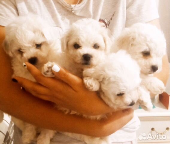 Собака бишон фризе щенки
