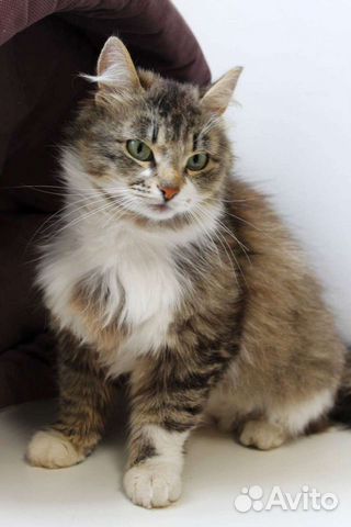 Кошка в дар