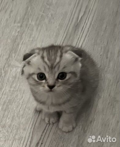 Шотландская
