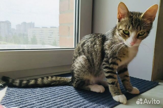 Котенок мальчик