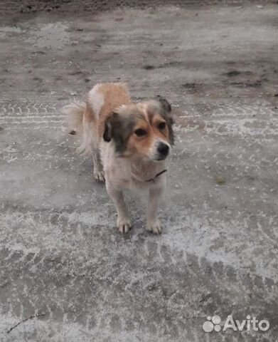 Малыш Тобик ищет дом и хозяина