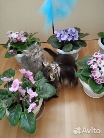 Котята в добрые руки бесплатно