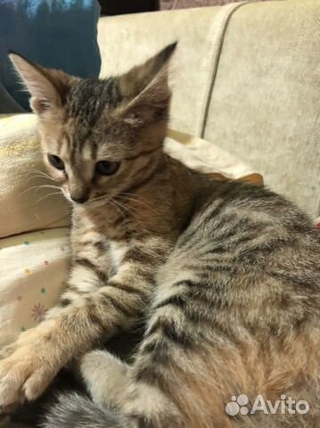 Котята бесплатно