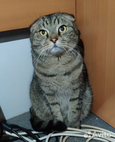 Отдам шотландского котика в самые добрые ручки