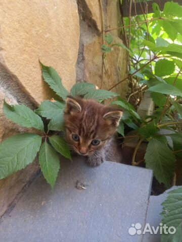 Котята и кошка в добрые руки