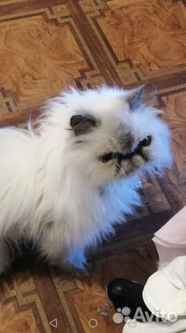 Персидские кот и кошка