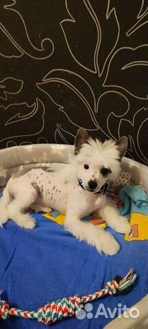 Щенок кхс 2,5 мес. Мальчик