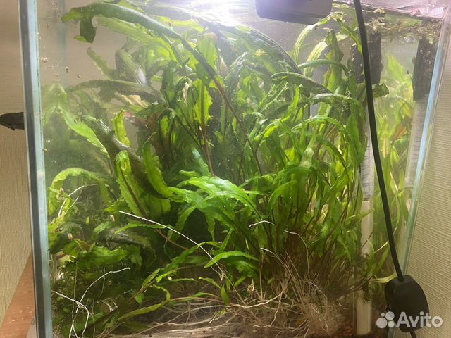 Криптокорина прополка очень большой куст