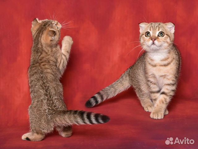 Шотландский килт фолд