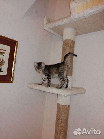 Котенок ищет дом