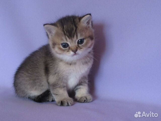 Клубный британский котик золотого окраса