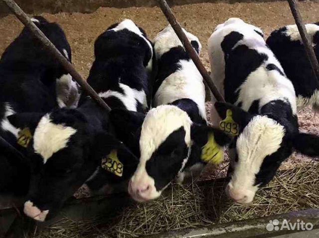 Бычки от 1месяца