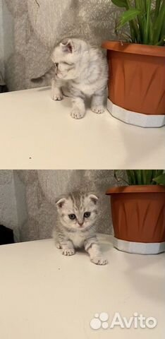 Шотландские вислоухие и прямоухие котята
