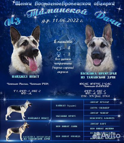 Щенки вео (восточноевропейская овчарка)