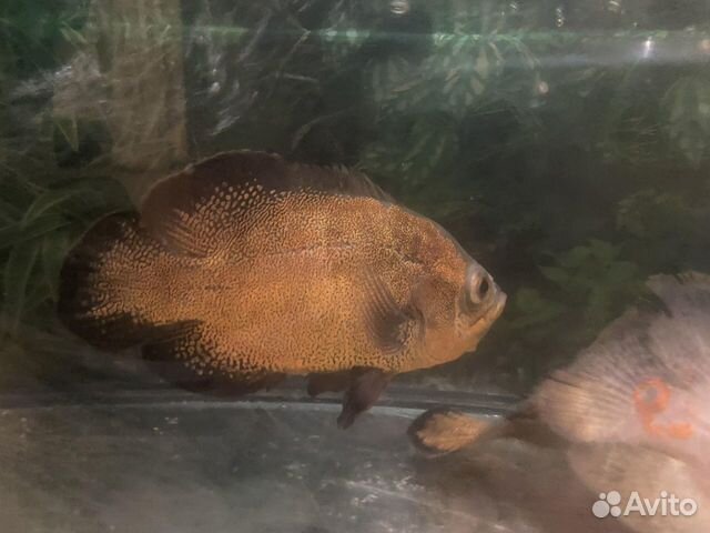 Астронотус