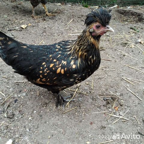 Куры Павловские