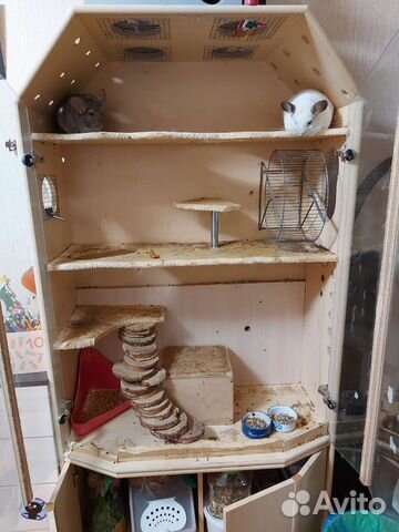 Пара шиншилл с витриной