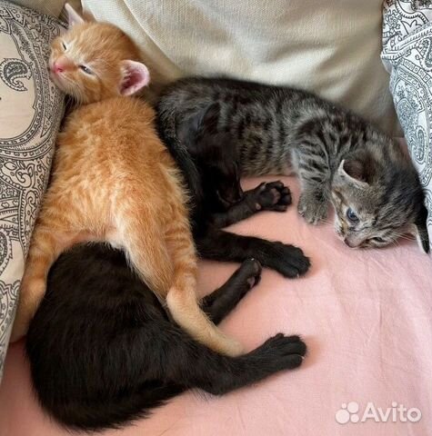 Котятки очень милые