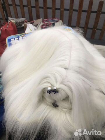 Вязка мальтезе Чемпион